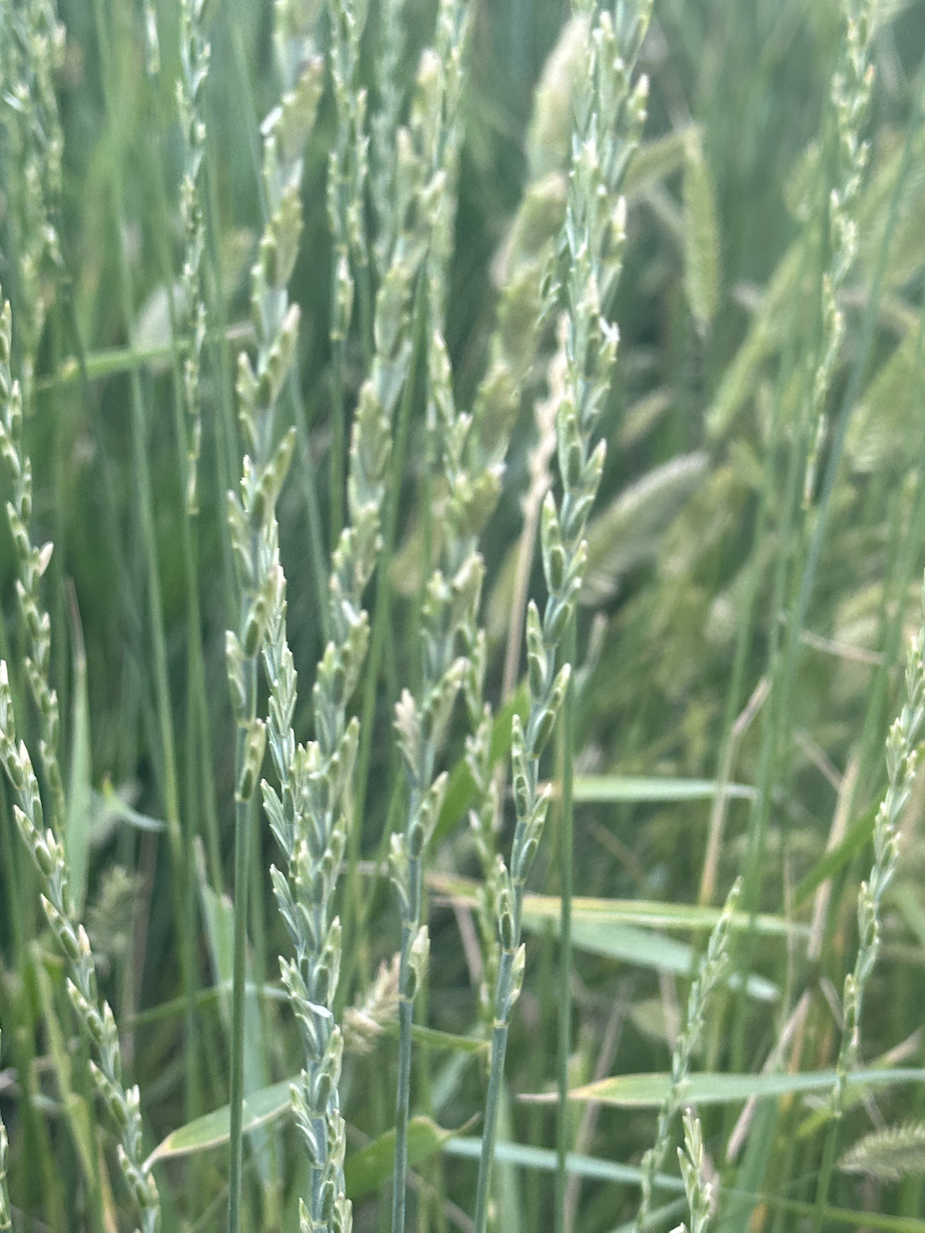 The Whole Ecosystem Approach to Classroom Assessment